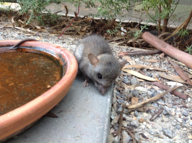 Bush rats | Our relationship with nature